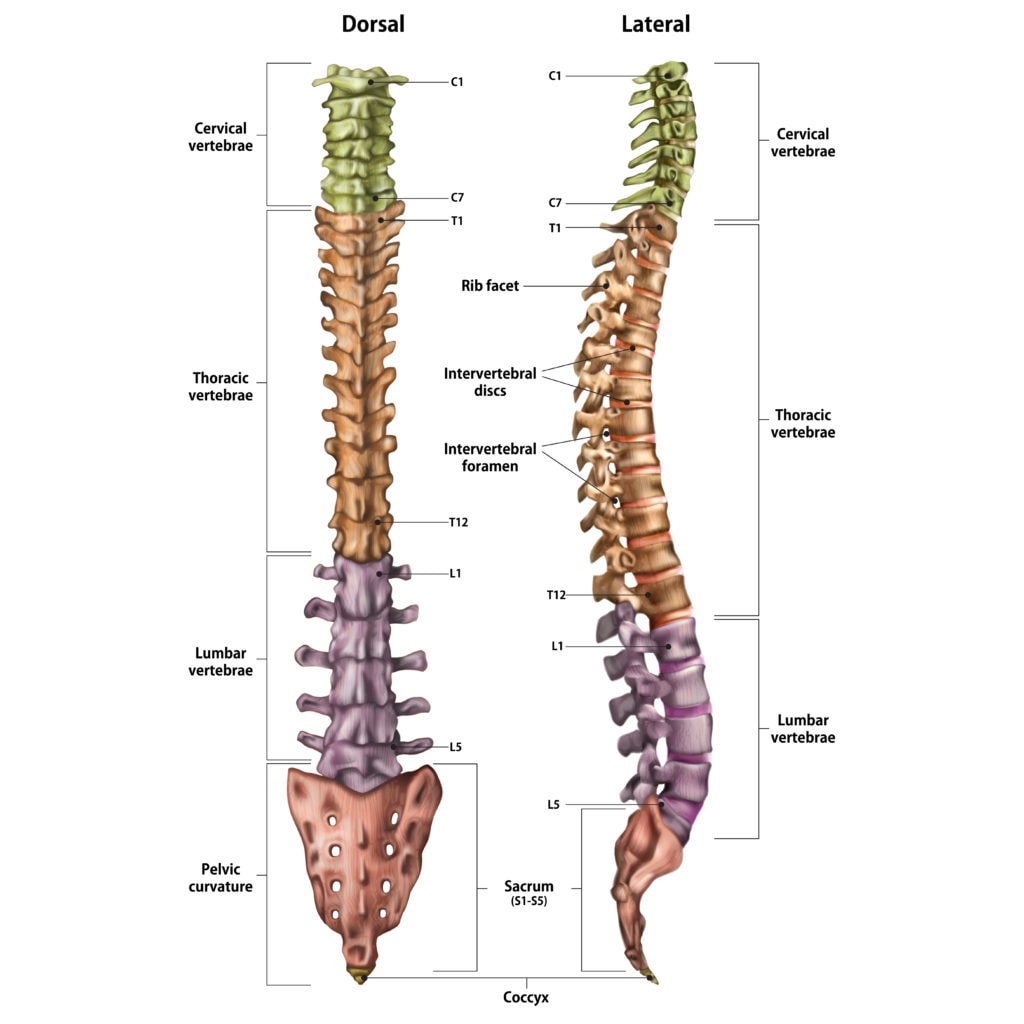 What Is The Spine Nashville Neurosurgery Associates What Is The Spine Nashville Neurosurgery Associates